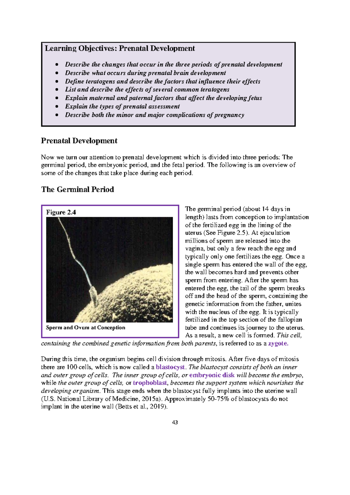 Prenatal Development and Maternal Concerns: Stages and Challenges ...