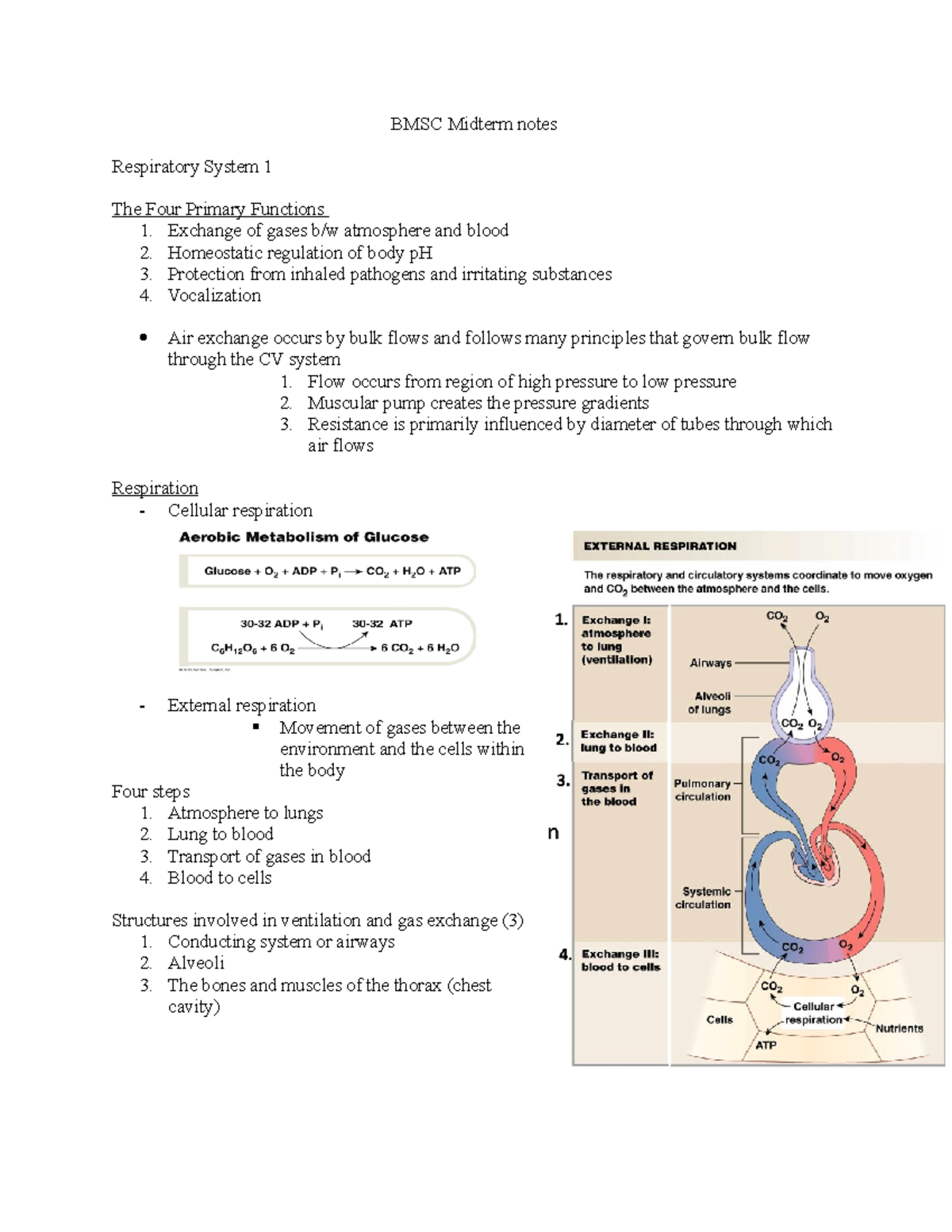 BMSC Midterm notes - BMSC Midterm notes Respiratory System 1 The Four ...