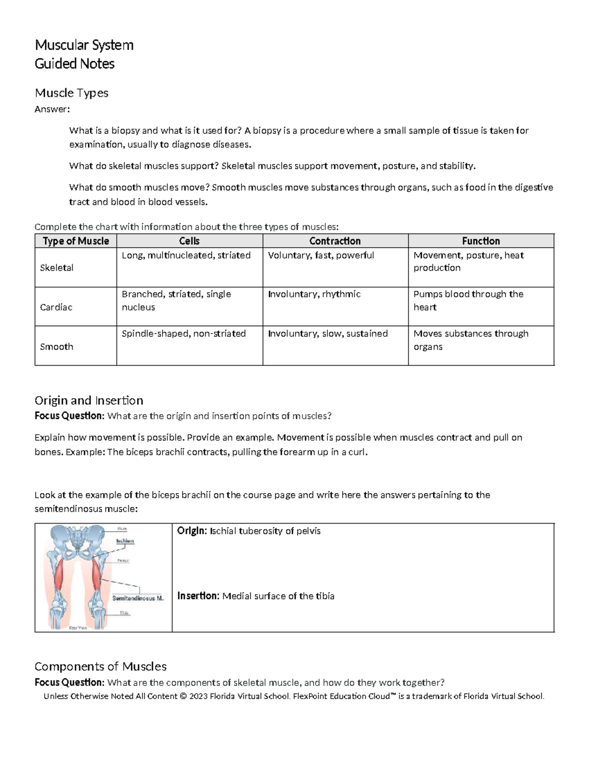Guided Notes on Muscular System: Muscle Types & Functions (BIO101 ...