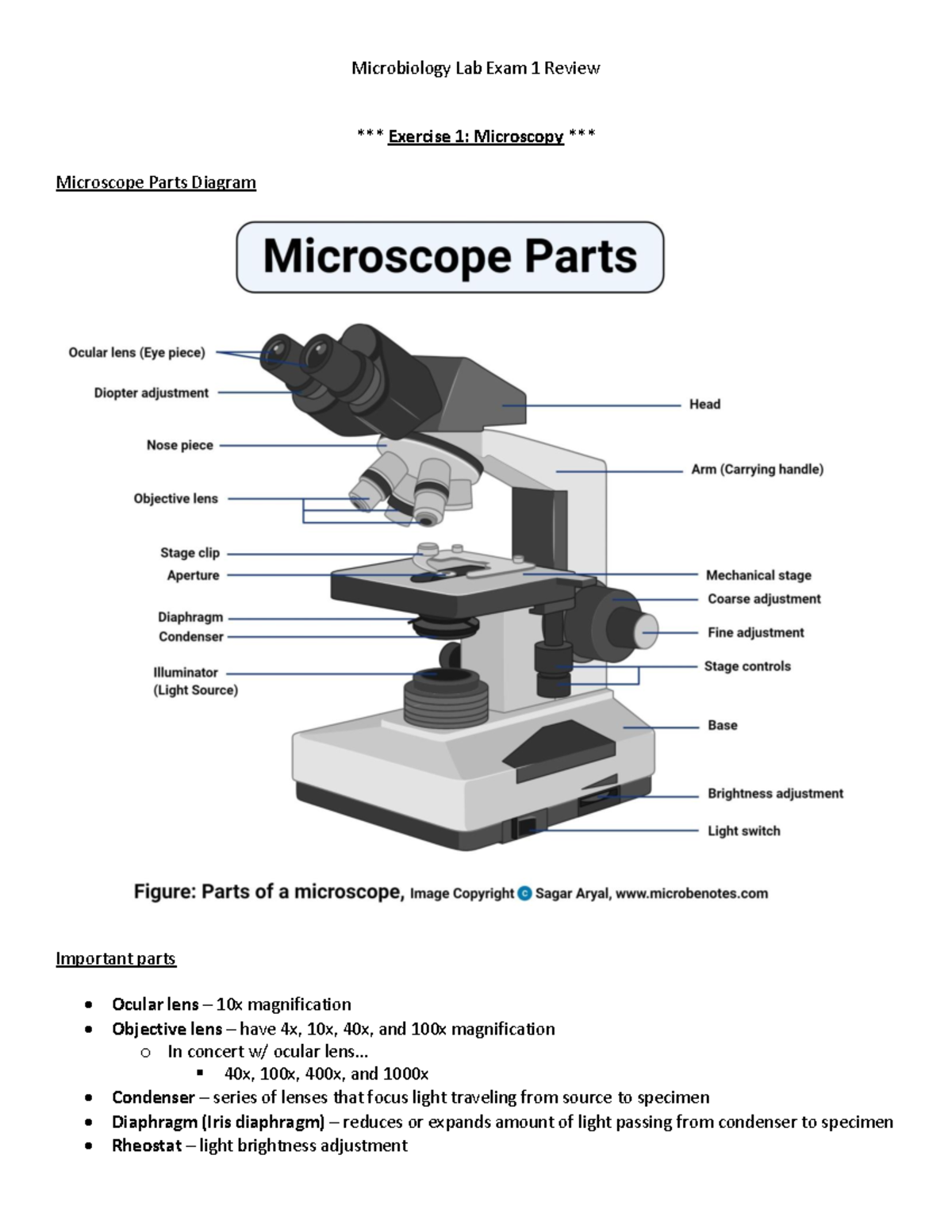 Microbiology Lab Exam 1 Review Notes: Microscopy & Bacterial Cultures ...