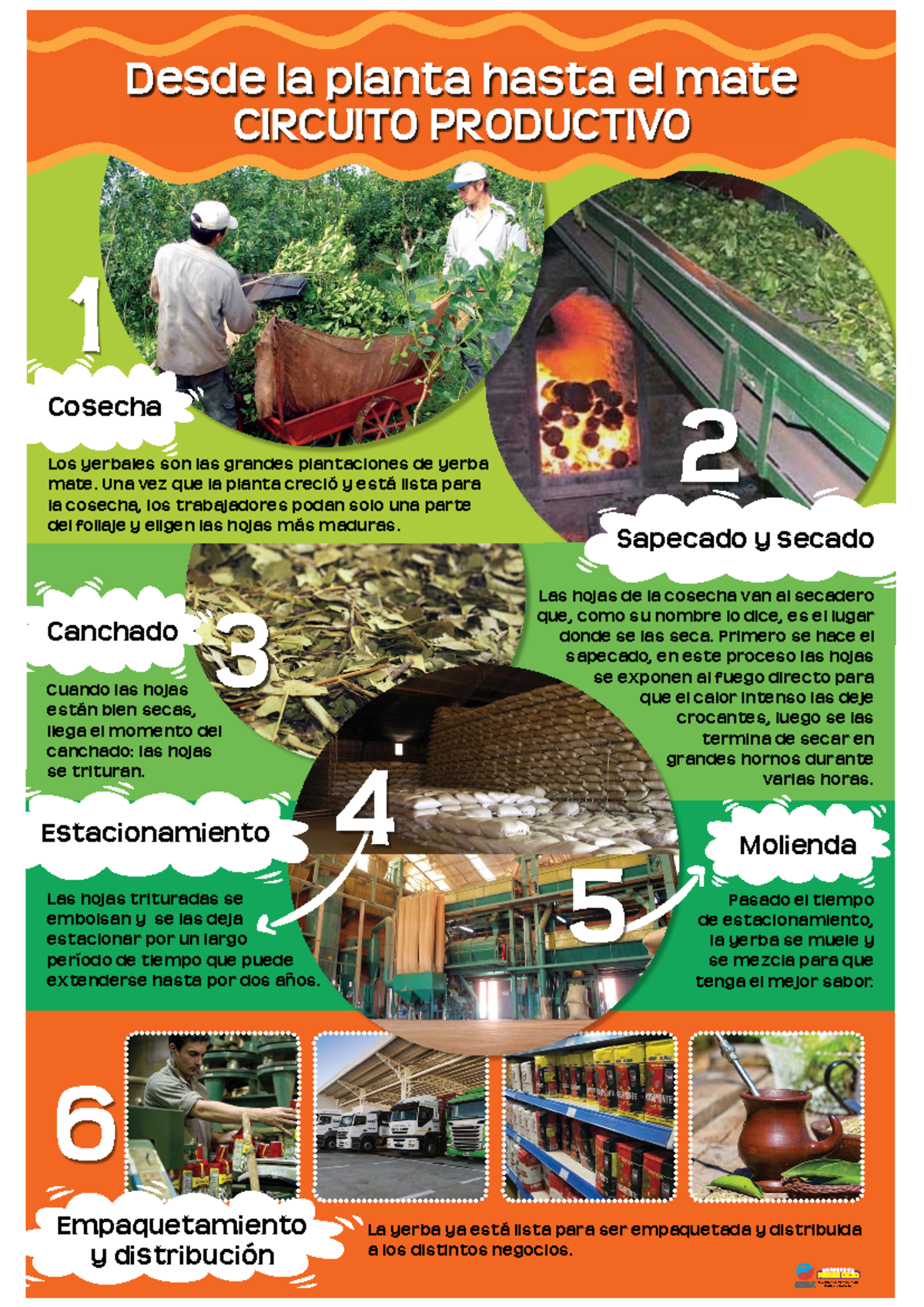 Circuito Productivo de Yerba Mate - Proceso Completo - Studocu