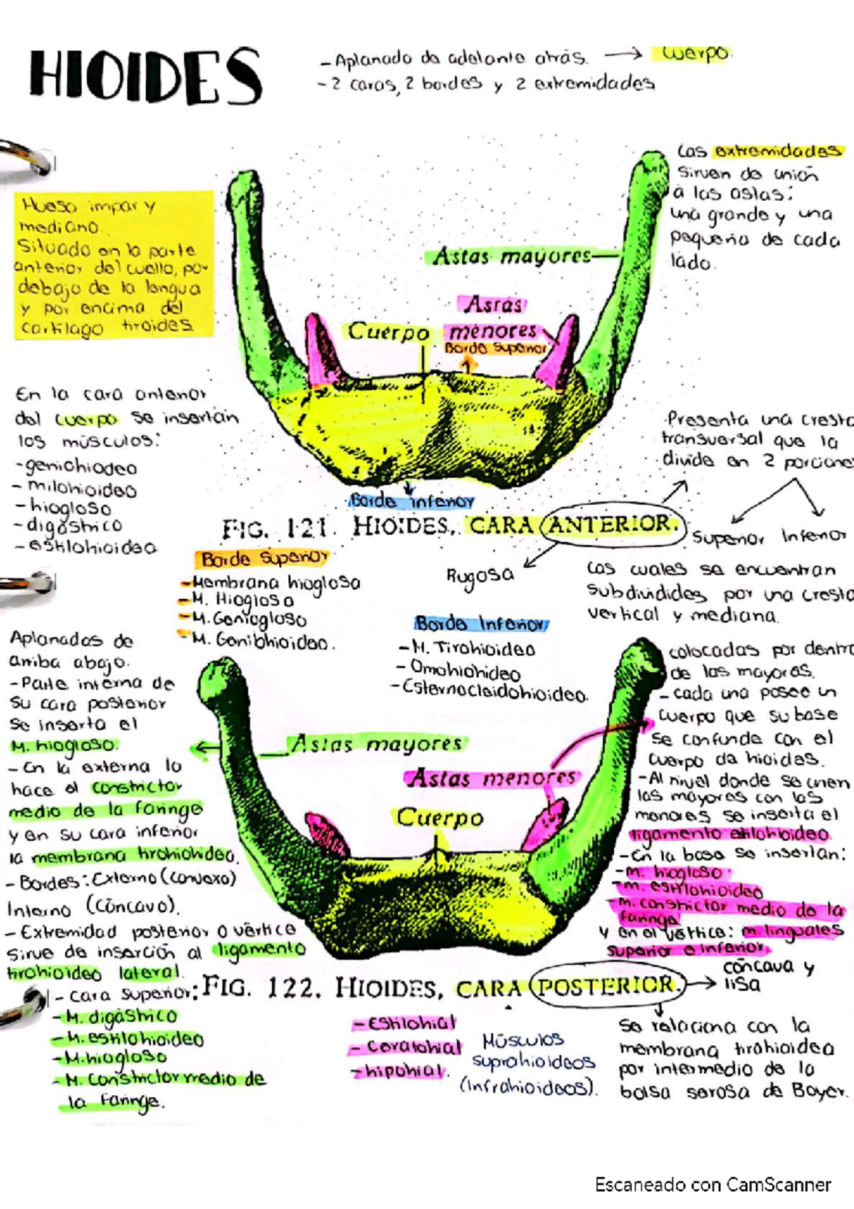 Hioides: Anatomía y Funciones del Hueso Impar - Estudio Detallado - Studocu