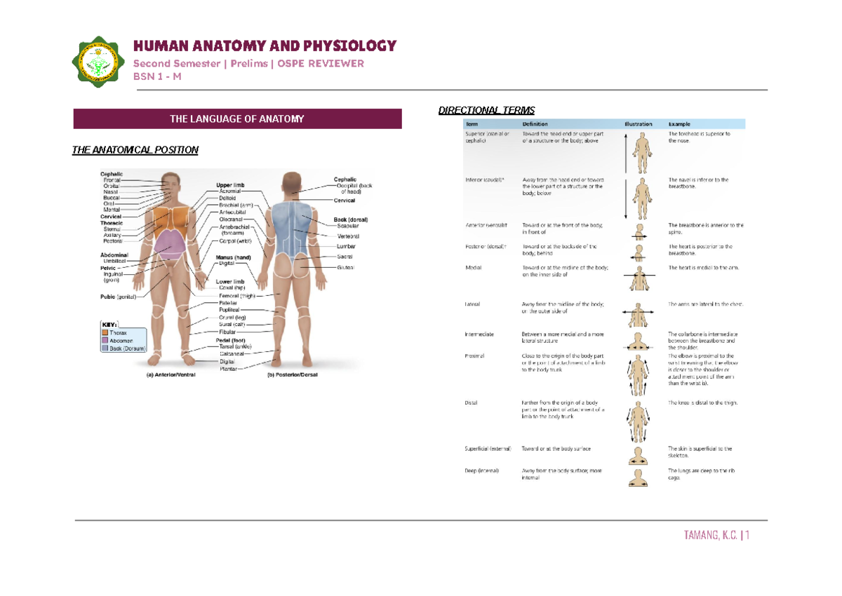 HUMAN ANATOMY & PHYSIOLOGY - OSPE REVIEWER | BSN 1 - M - Studocu