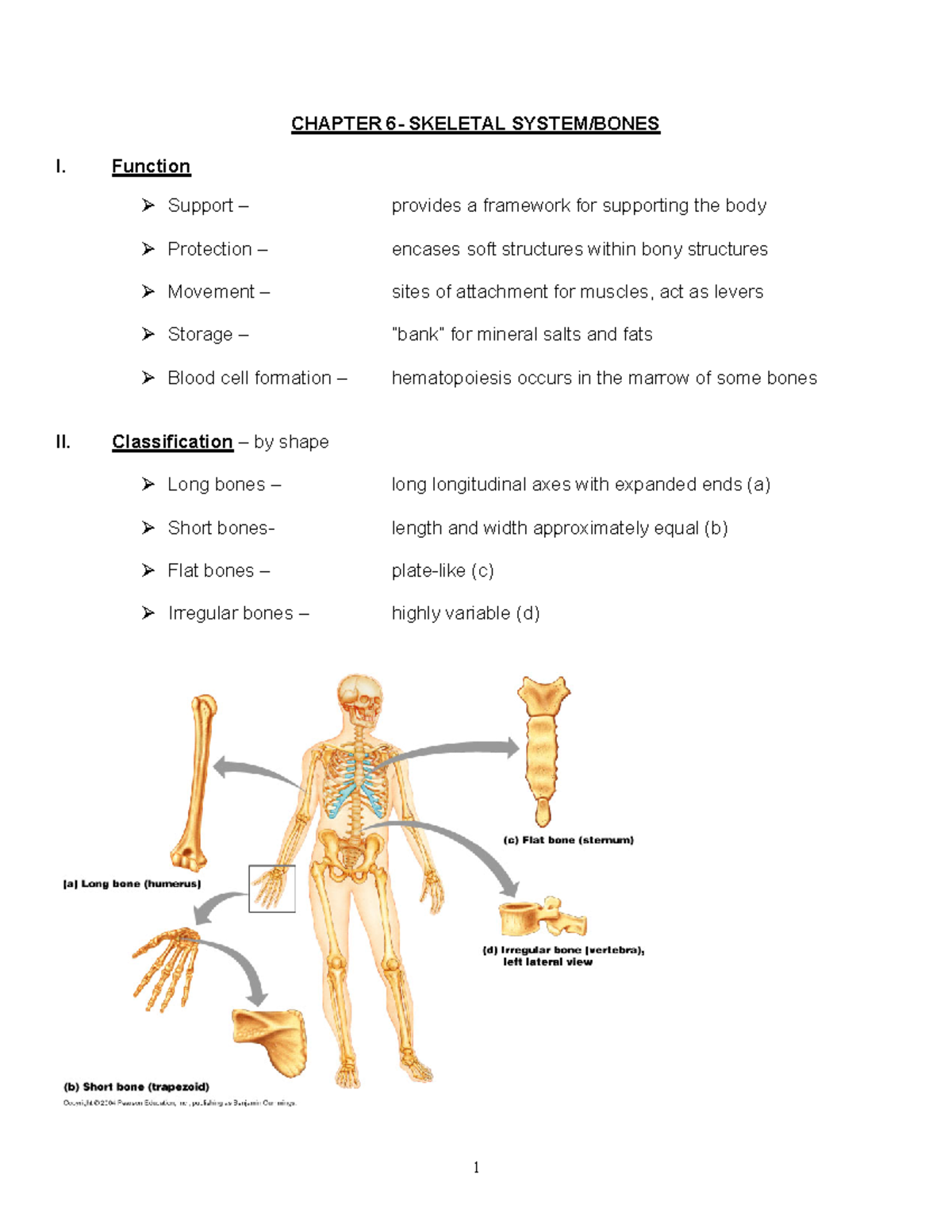 Chapter 6 - Skeletal System Overview and Functions - Studocu