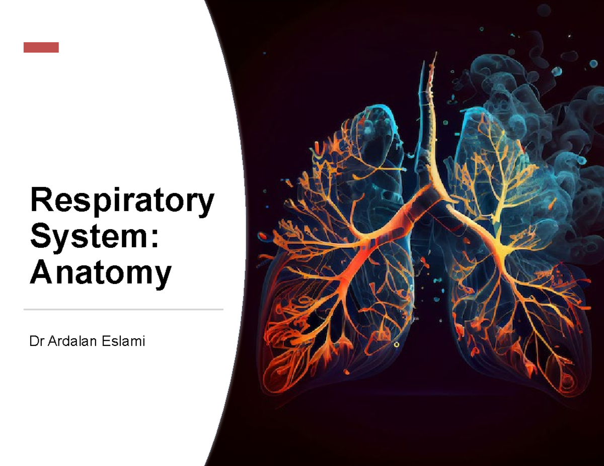Respiratory System Anatomy Notes (BIO 101) - Studocu
