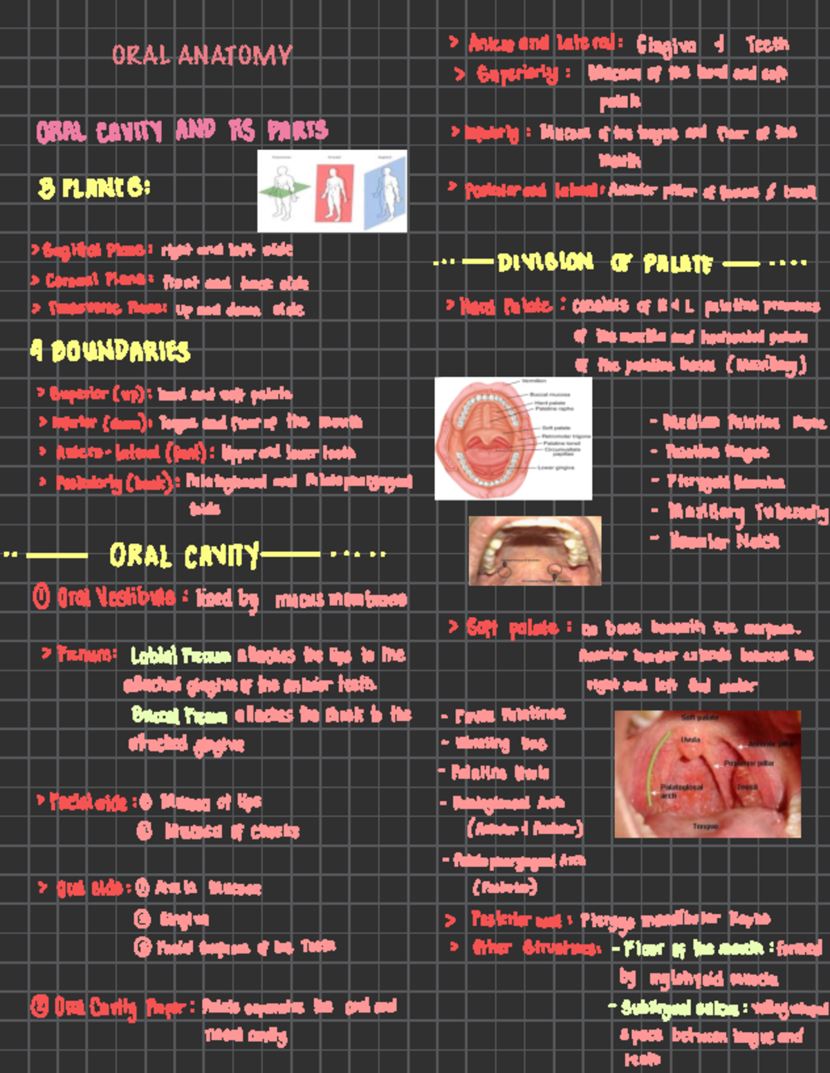 Oral Anatomy Prelim Notes for Course DENT 101: Detailed Study - Studocu