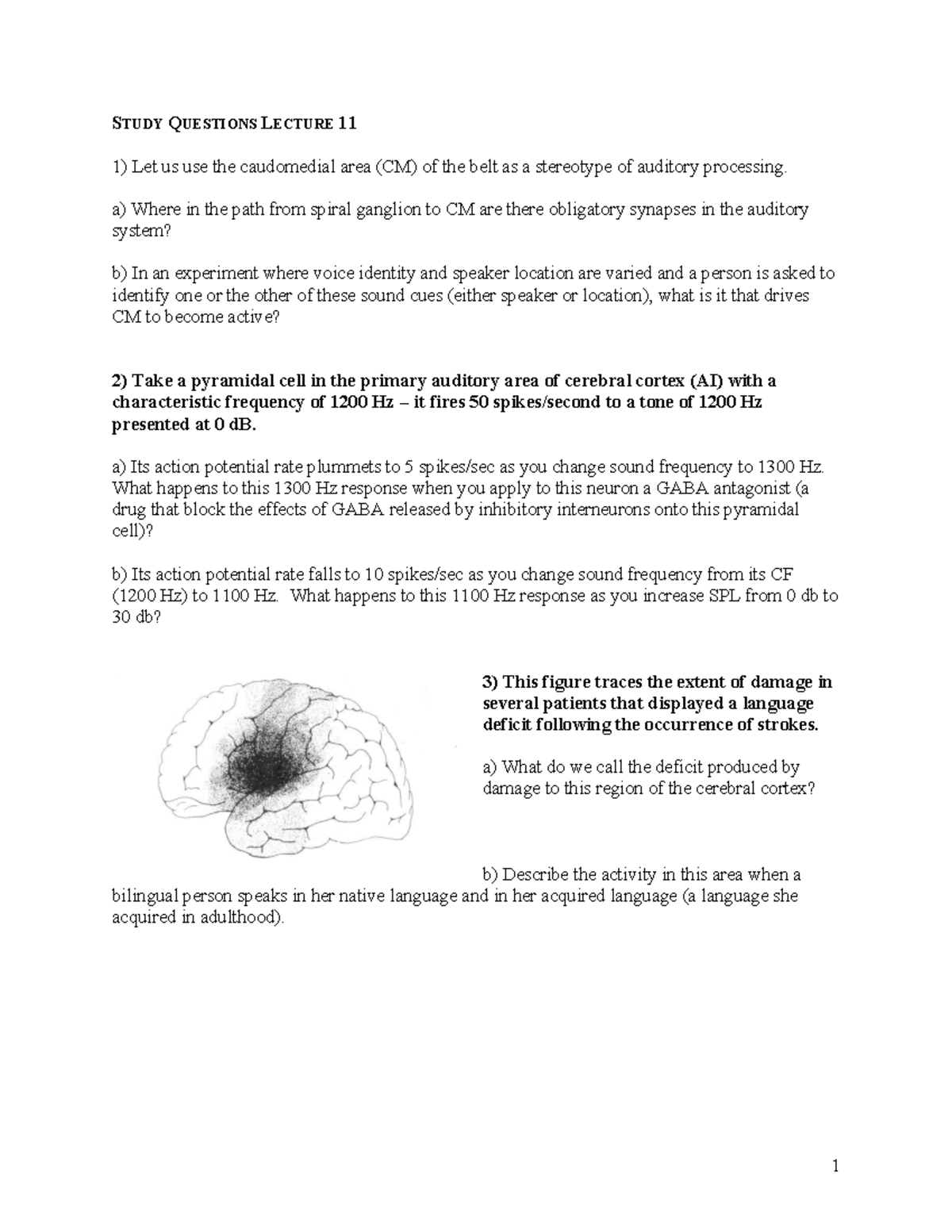 Study Questions on Auditory Processing & Aphasia - LECTURE 11 - Studocu