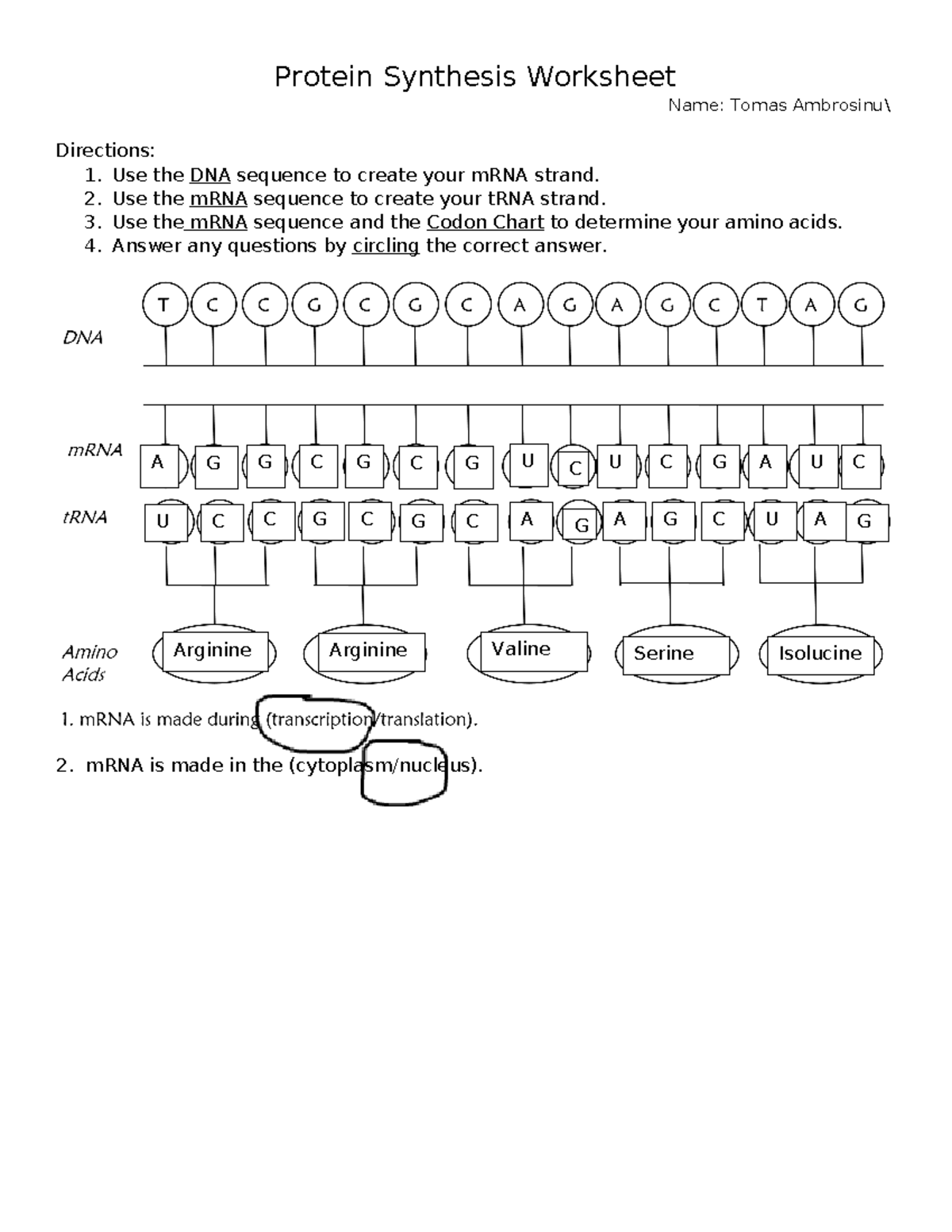 Visual Protein Synthesis Worksheet - Protein Synthesis Worksheet Name ...