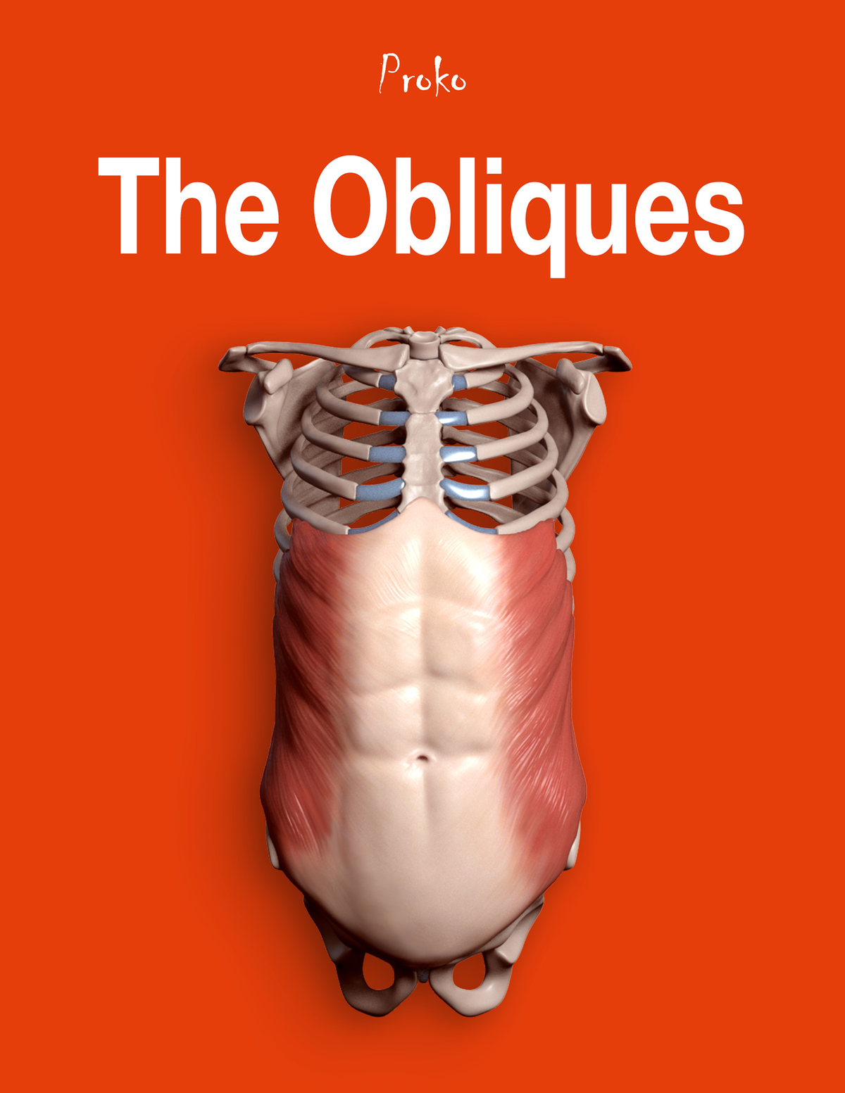 Proko 12g The Obliques: Anatomy & Function Overview - Studocu