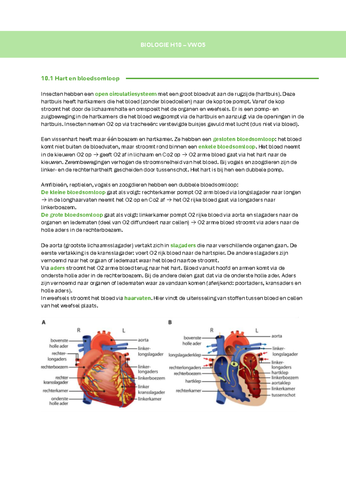 Biologie Samenvatting H10 VWO5: Hart en Bloedsomloop - Studeersnel