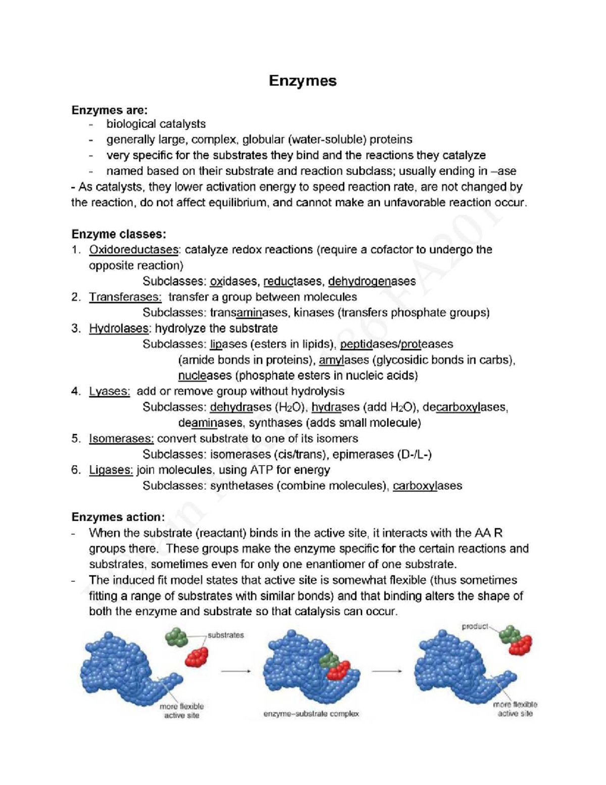 Enzymes: Biological Catalysts and Their Functions - Studocu