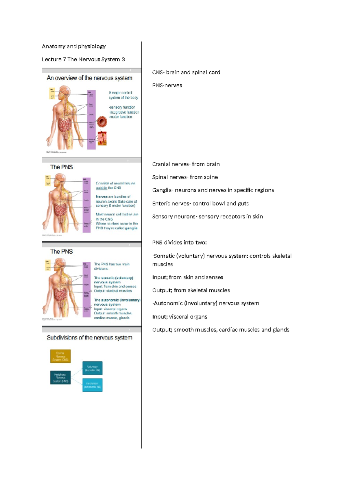 Lecture 7 - The Nervous System 3 Overview and Reflex Actions - Studocu