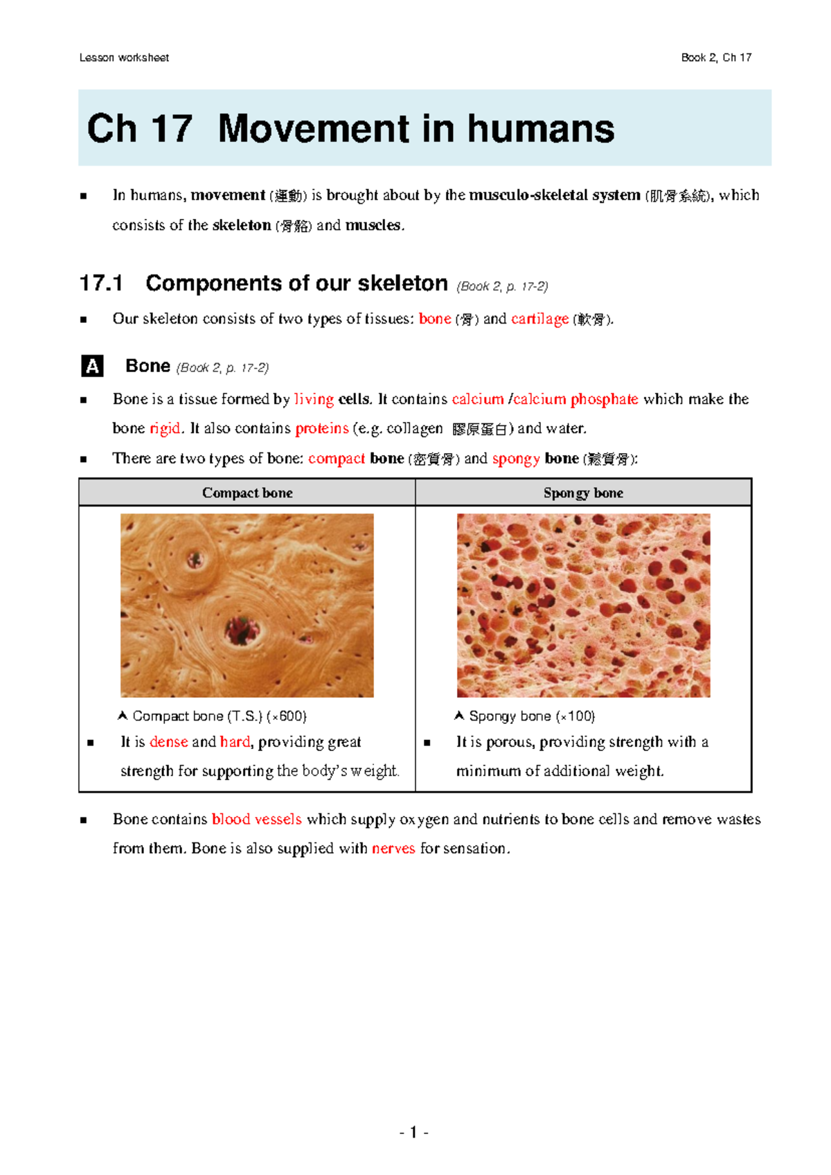 Ch 17 Movement in Humans - Student Notes Summary - Studocu
