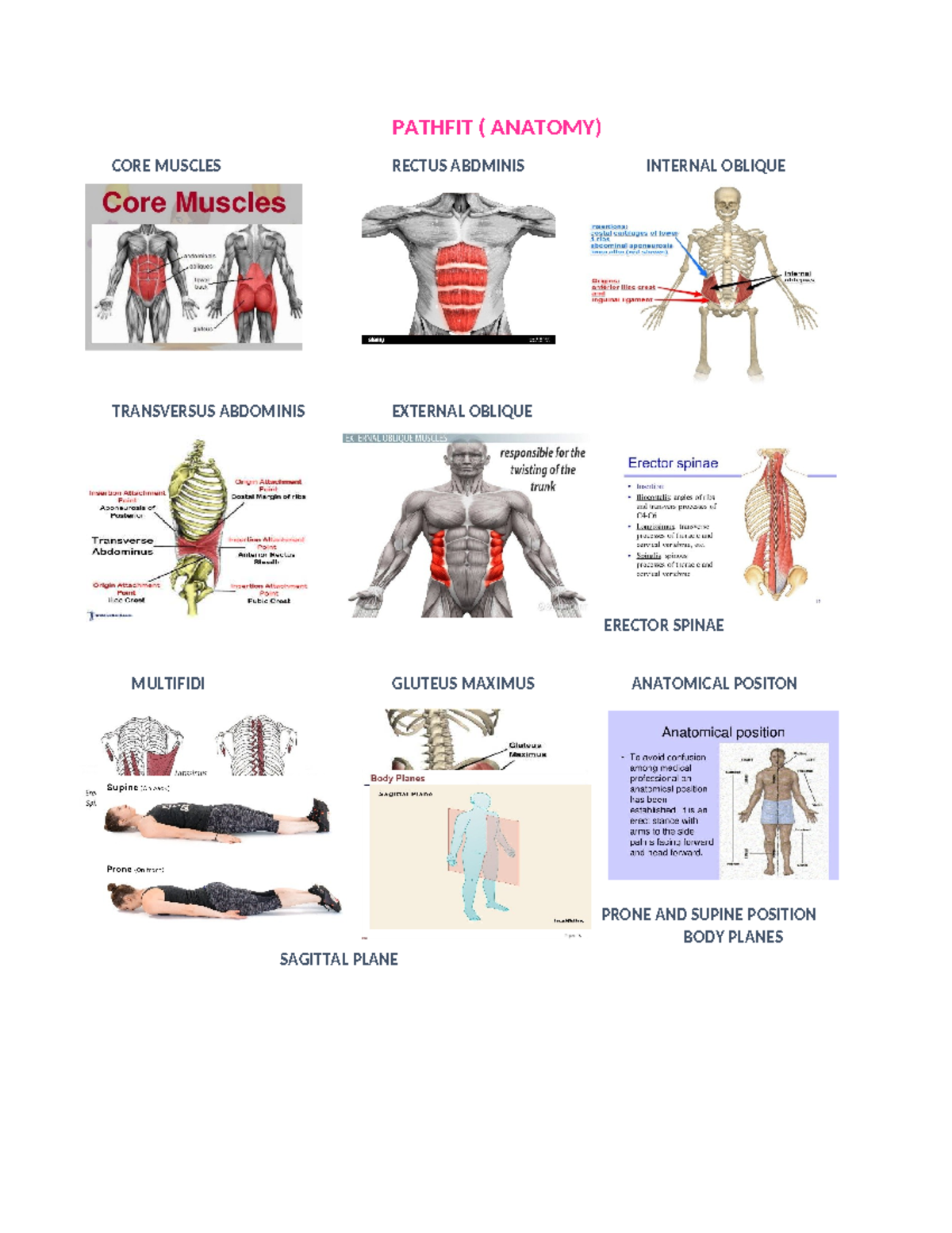 PATHFIT (ANATOMY) Core Muscles & Posture Improvement Guide - Studocu