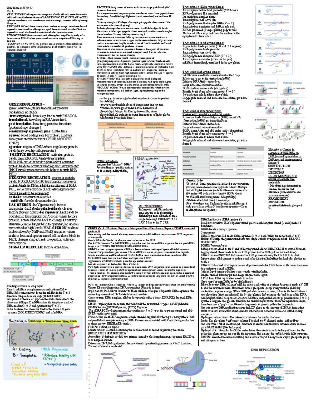 Biol 112 Cheat Sheet: Cell Theory, Gene Regulation & Transcription ...