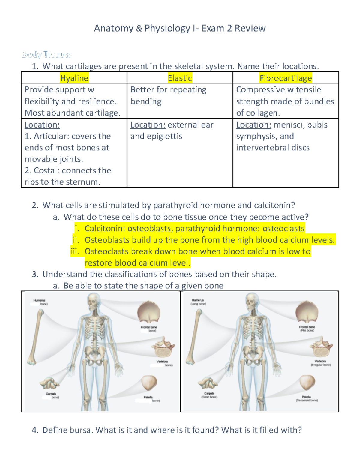 AP Anatomy & Physiology I Exam 2 Review Study Guide - Studocu