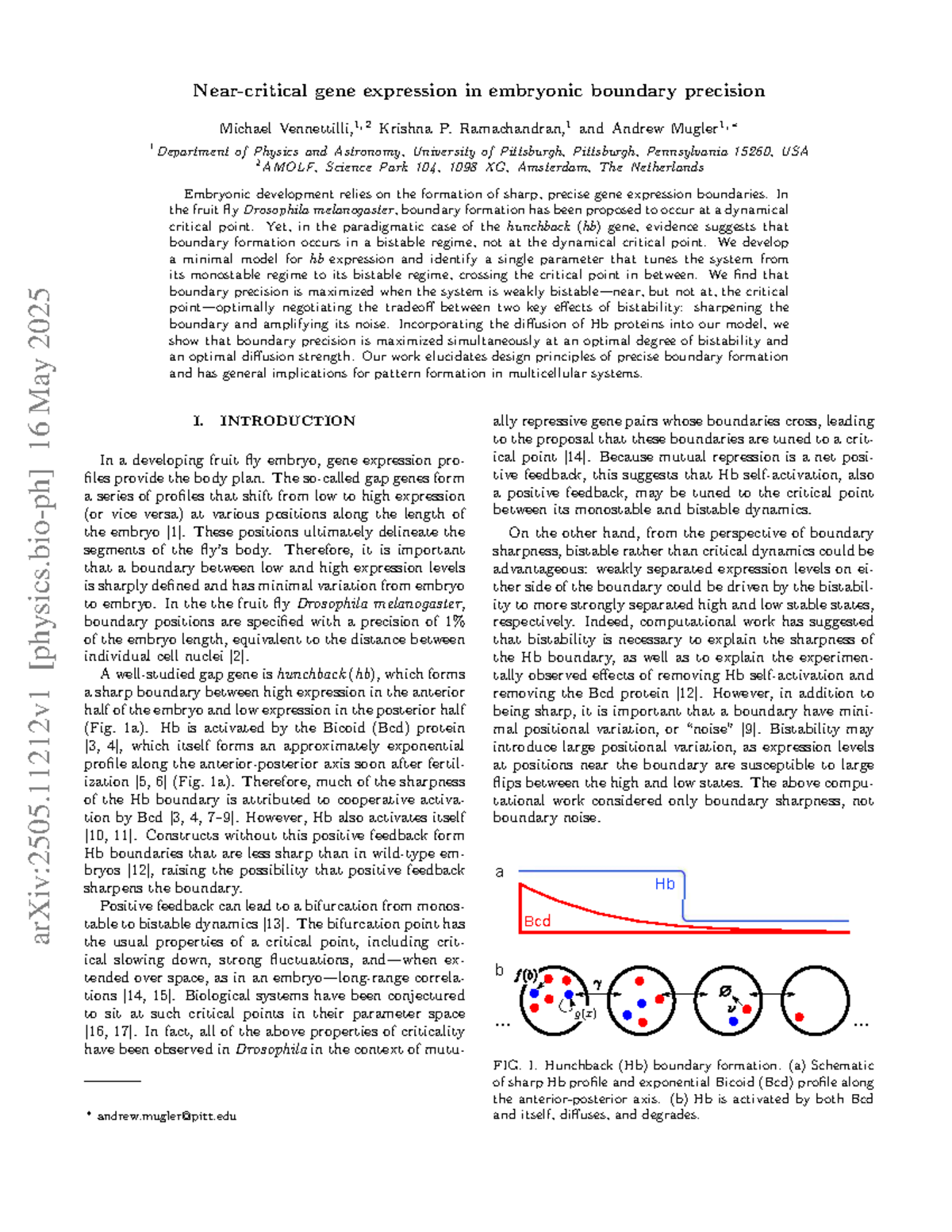 Gene Expression Boundaries in Drosophila: Precision and Bistability ...