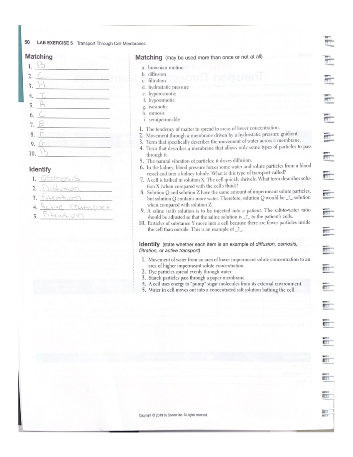 LAB EX 5: Transport Mechanisms in Cell Membranes - Matching ...