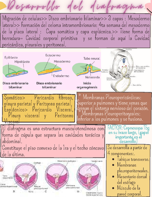 Derivados de las Capas Germinativas: Ectodermo, Mesodermo y Endodermo ...