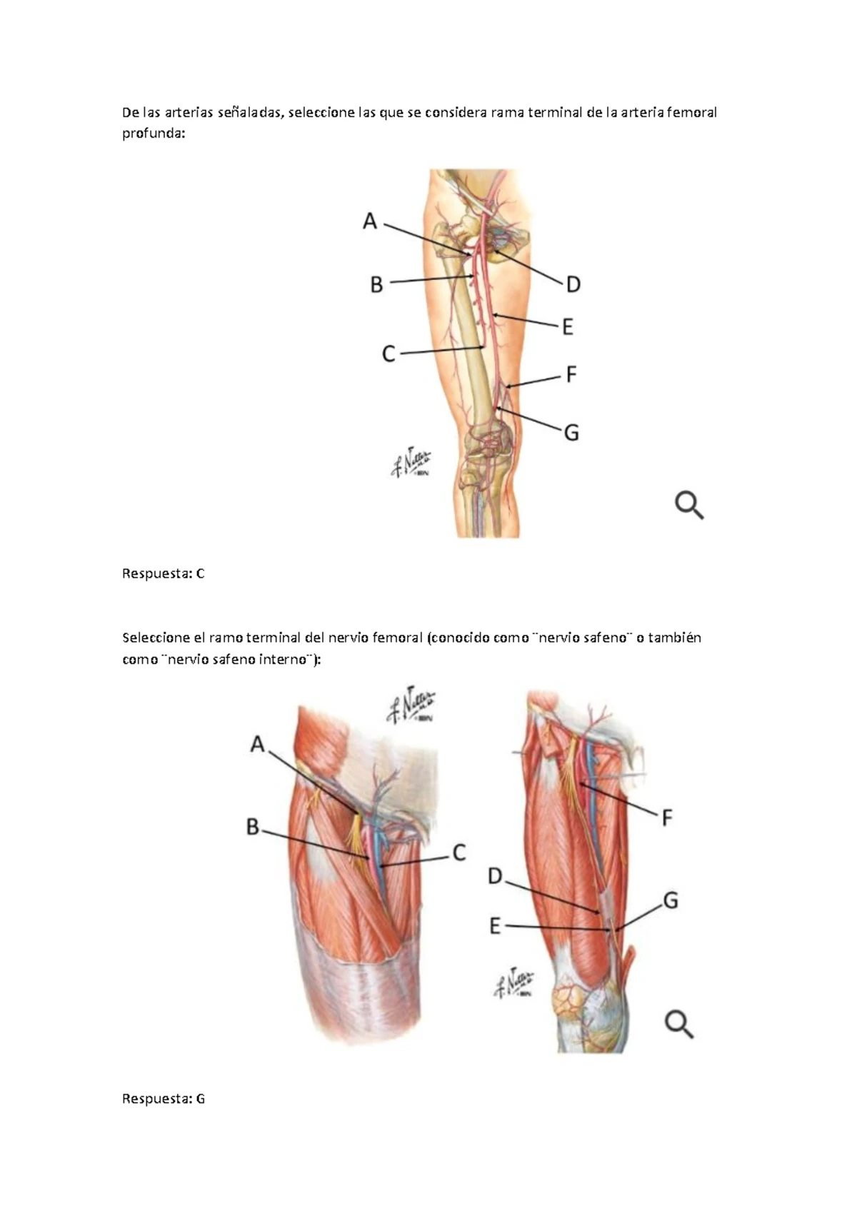 Embriogénesis temprana, diferenciación de las tres capas germinativas ...