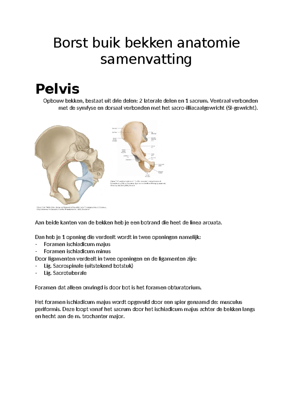 Borst Buik Bekken Anatomie Samenvatting: Pelvis en Structuren - Studeersnel