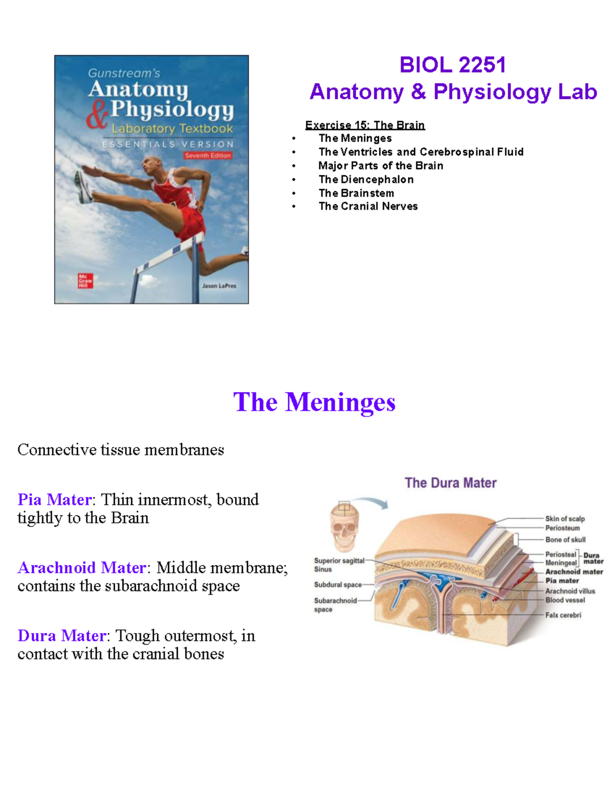 BIOL 2251 Anatomy & Physiology Lab: Exercise 15 - Brain Structure ...
