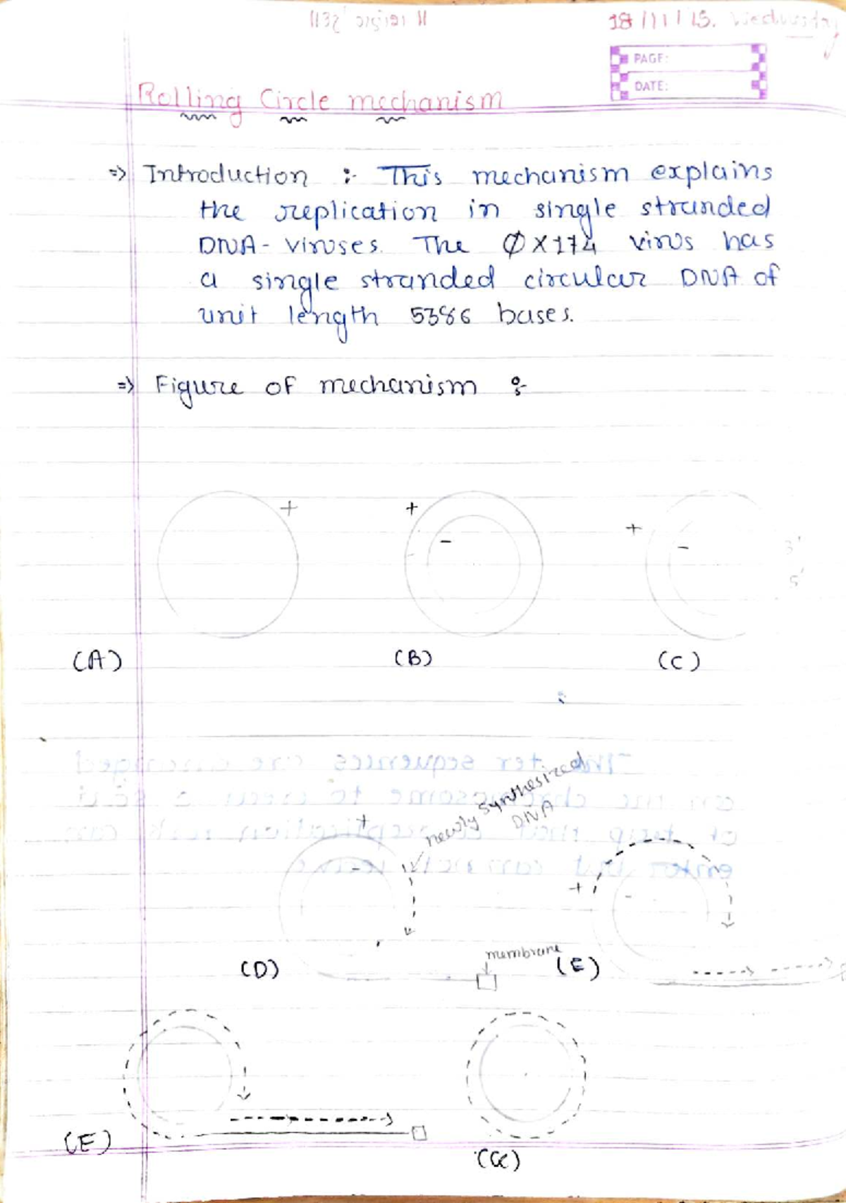 Rolling Cycle Replication - Molecular Biology (BIO101) - Studocu