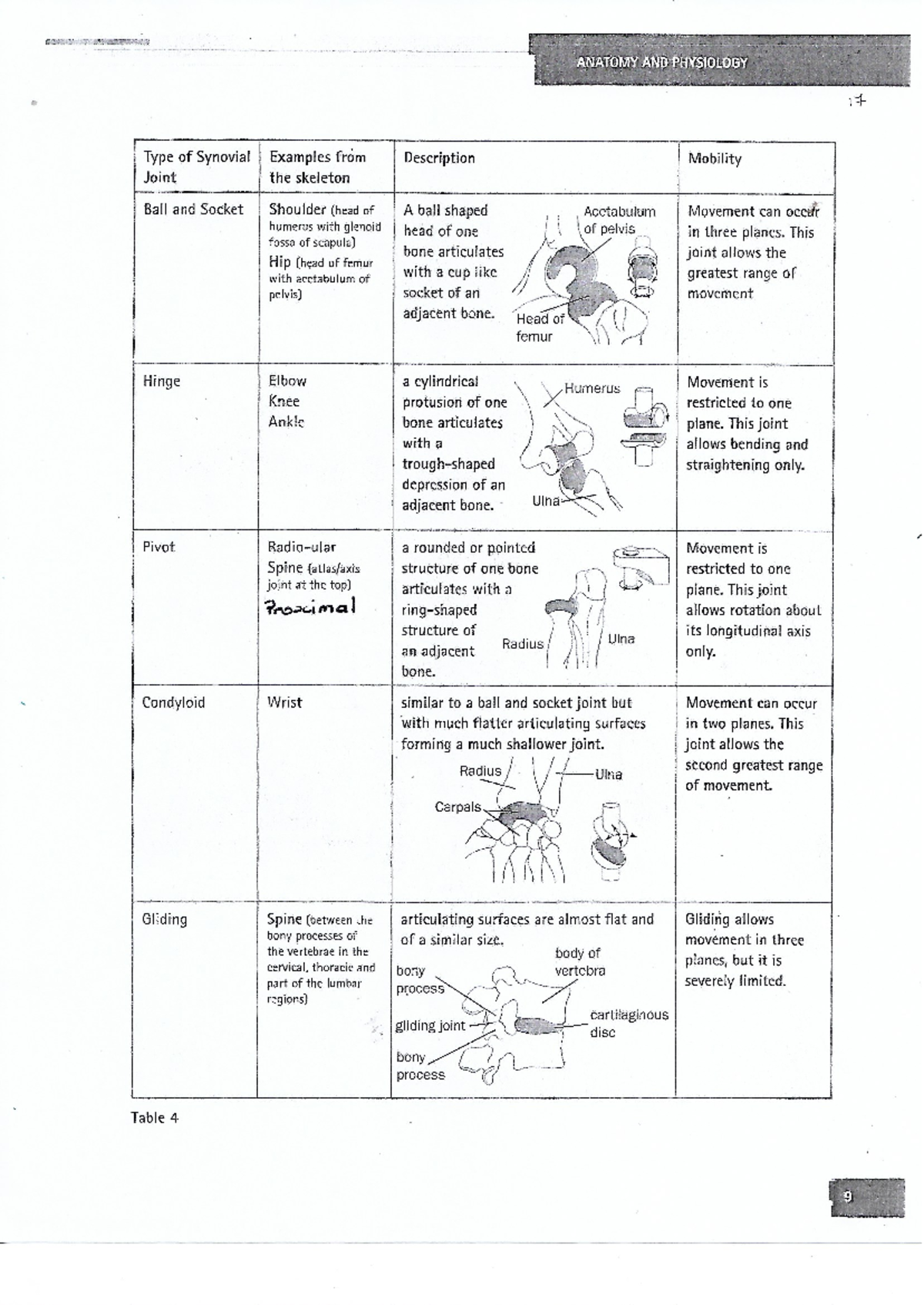 Synovial Joints - nahuww gsgsggg sgsgsg - ANATOMY AND PHYSIOLOGY 17 ...