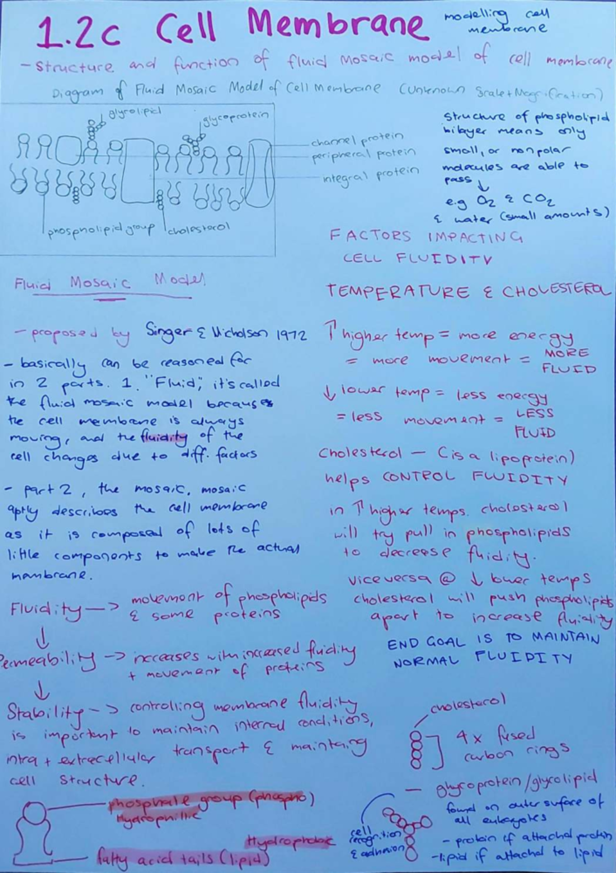 1.2c Cell Membrane: Structure, Function, and Fluid Mosaic Model - Studocu