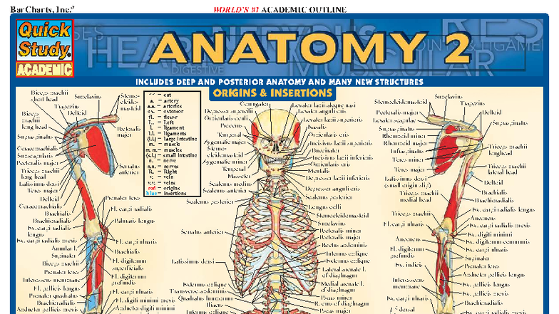 Anatomy Summary Notes - Course Code: ANAT101 - Studocu