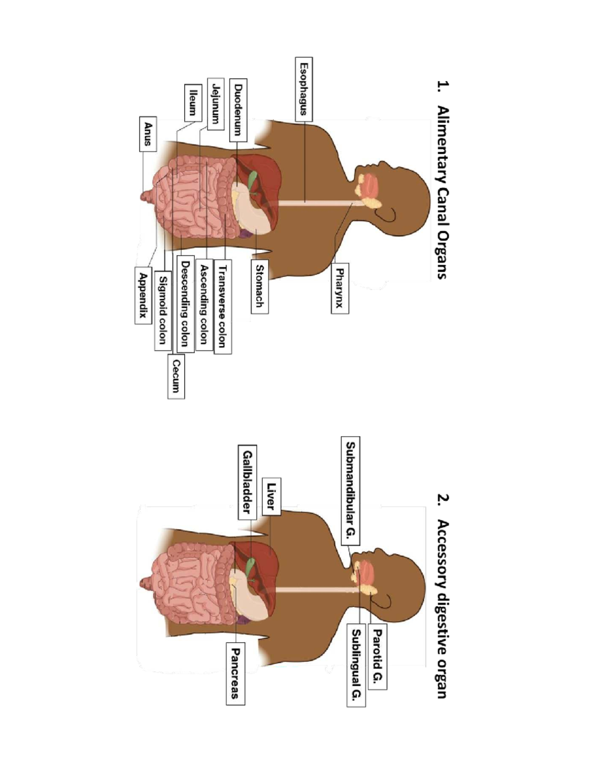 Digestive system lab Handout word - anatomy 2022 - 1. Alimentary Canal ...