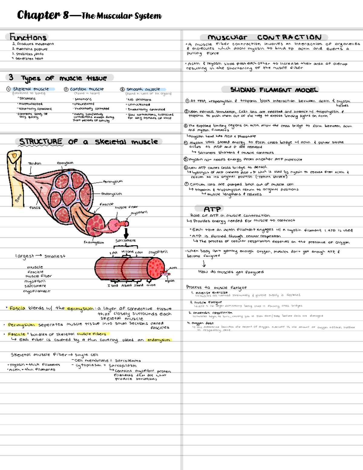 The Muscular System - Chapter 8—The Muscular System Functions Muscular ...