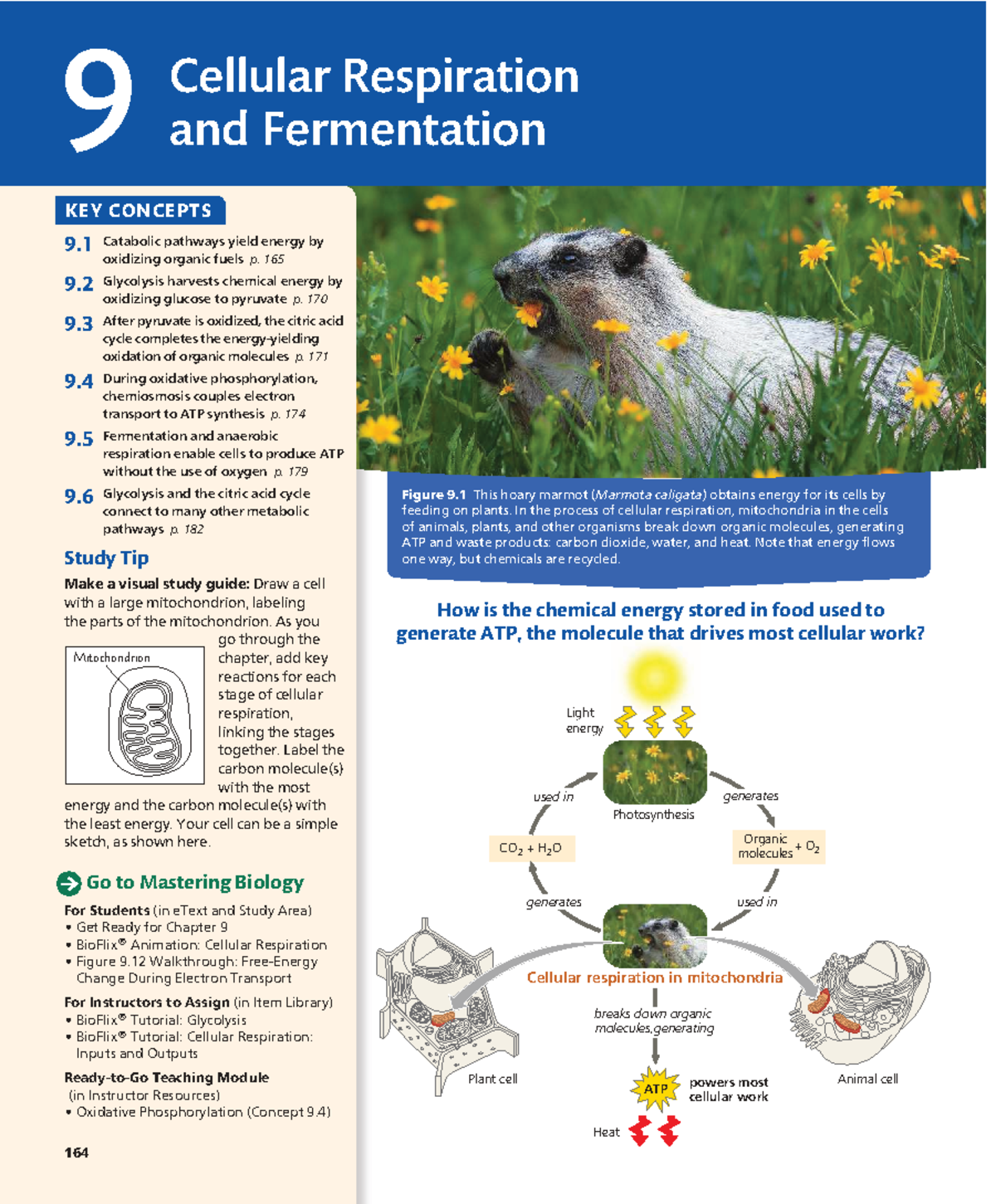 Ch09: Cellular Respiration & Fermentation Concepts from Campbell ...
