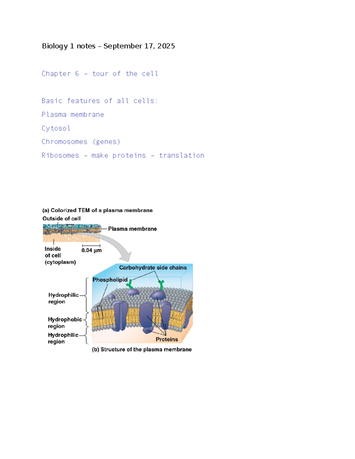 Biology 1 Lecture Notes: Chapter 6 - Tour of the Cell - Studocu
