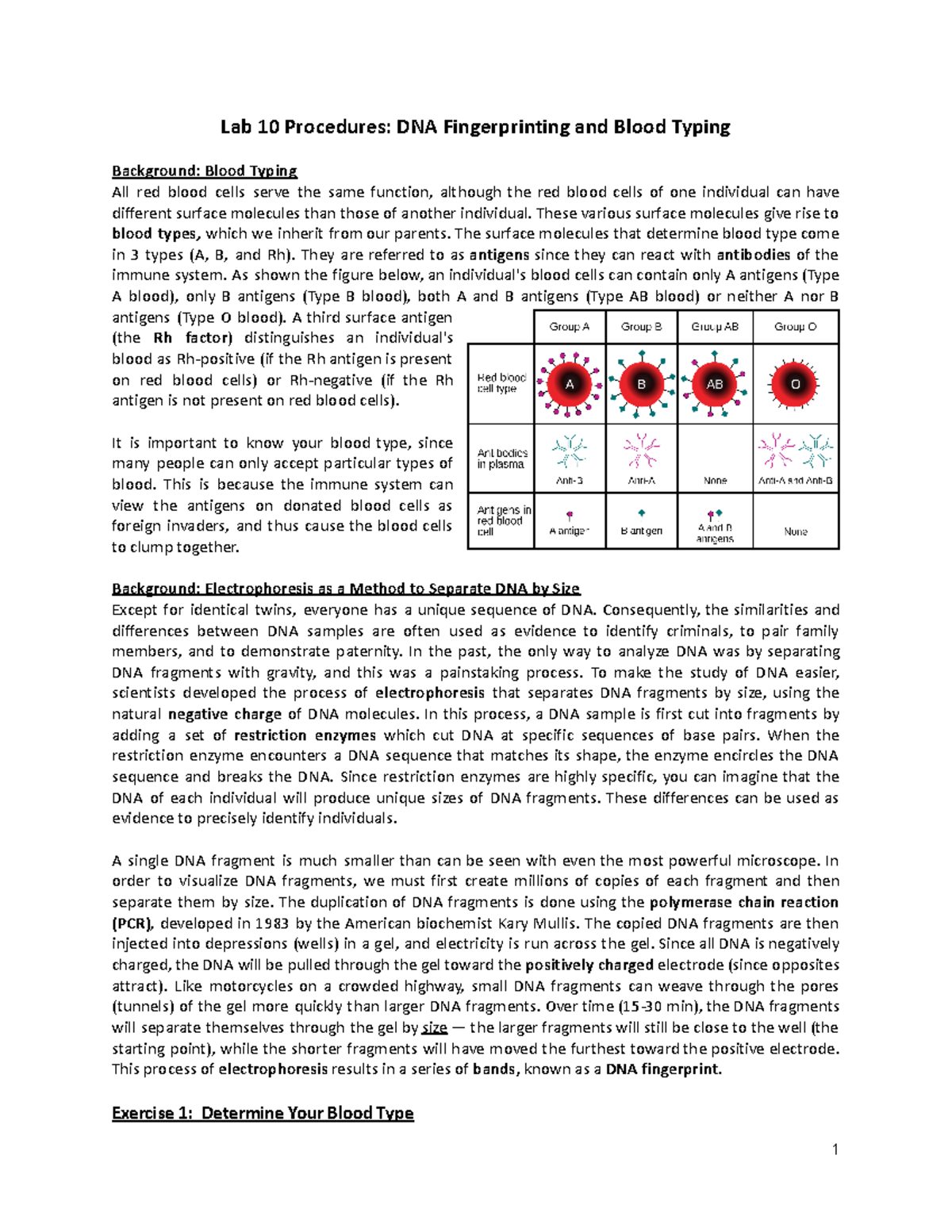 Lab 10 Procedures - DNA and Blood Typing 2023 - Lab 10 Procedures: DNA ...