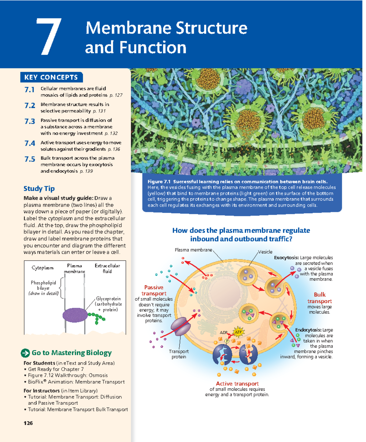 Chapter 7: Membrane Structure and Function - Key Concepts and Study ...