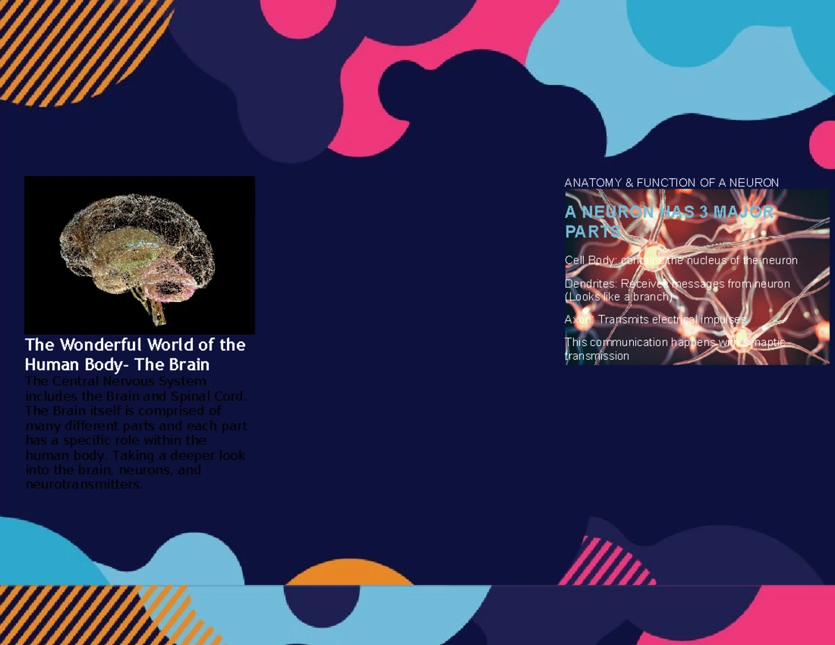 Neuro Research: Exploring the Human Brain and Nervous System - Studocu