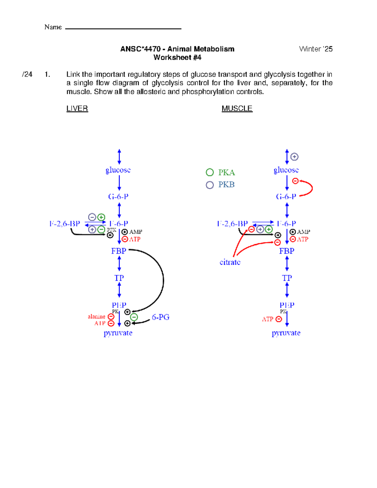 ANS 447: Animal Metabolism Worksheet 1 - Glycolysis Control Flow ...