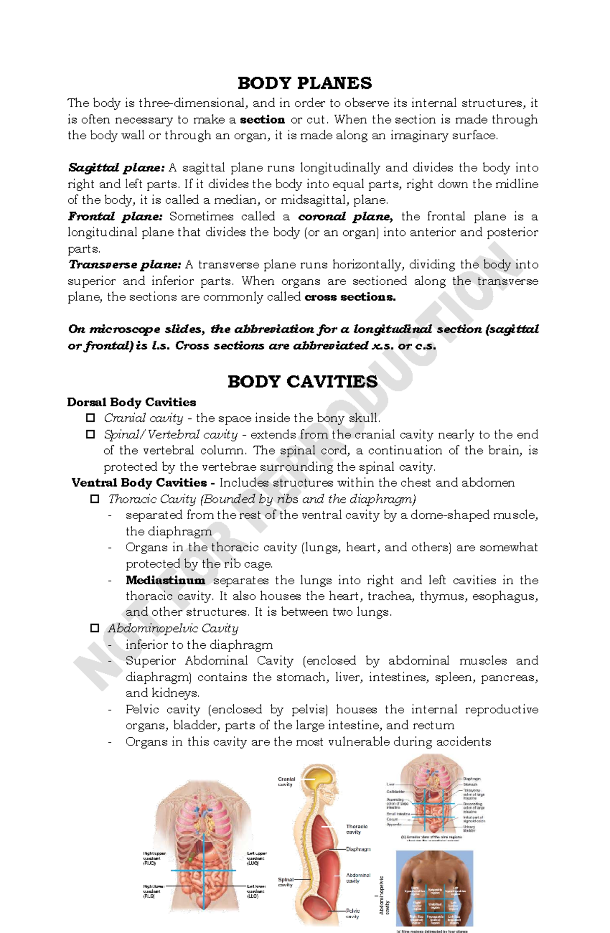 Lesson 4: Body Planes, Sections, and Cavities Overview - Studocu