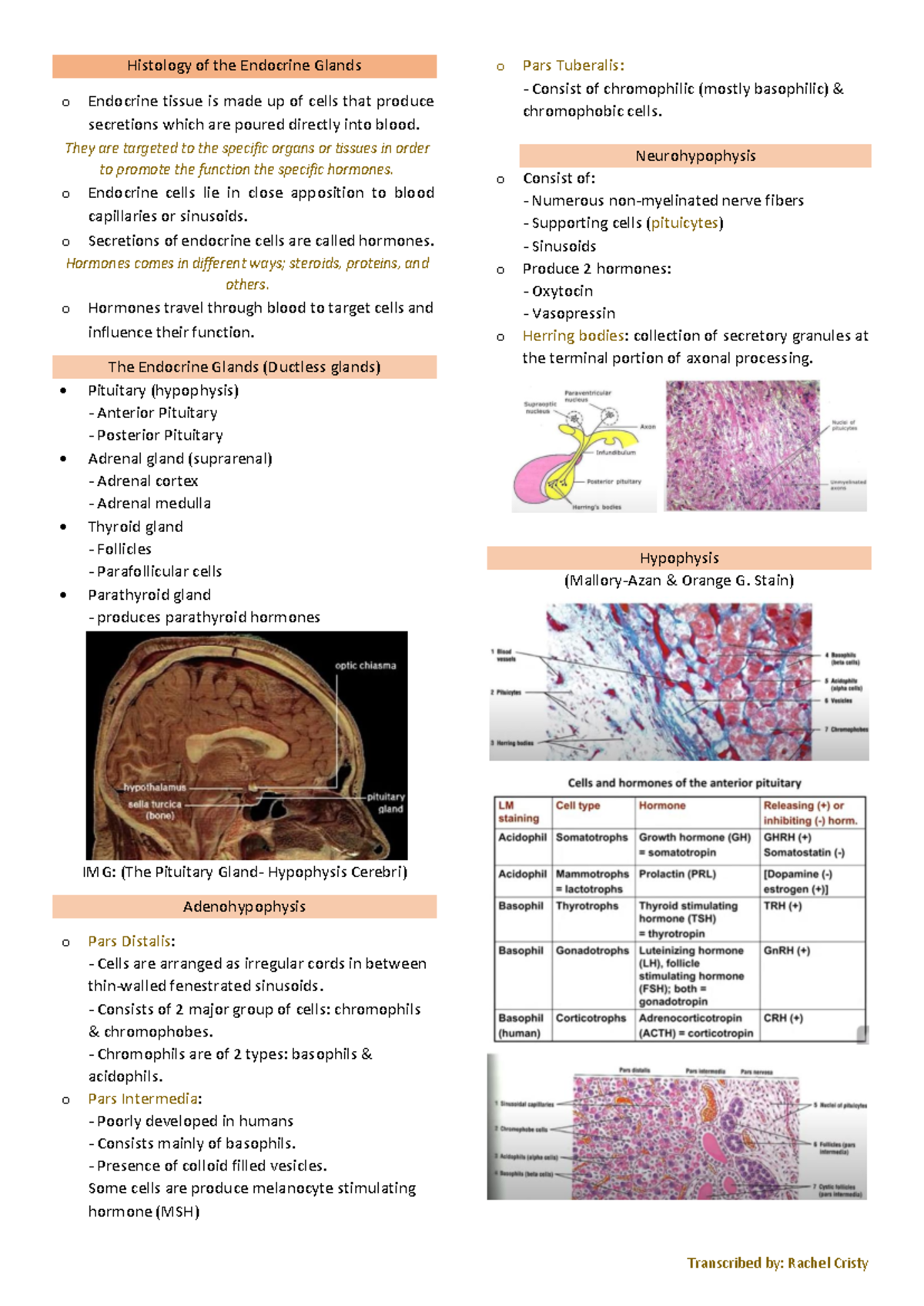 Histology of Endocrine Glands: Detailed Overview and Functions - Studocu