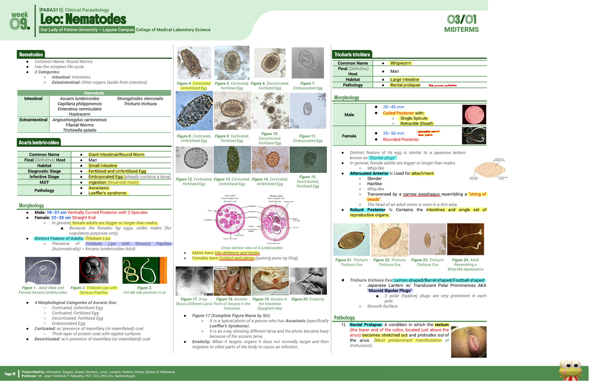 Clinical Parasitology MIDTERMS: Nematodes Overview and Key Features ...