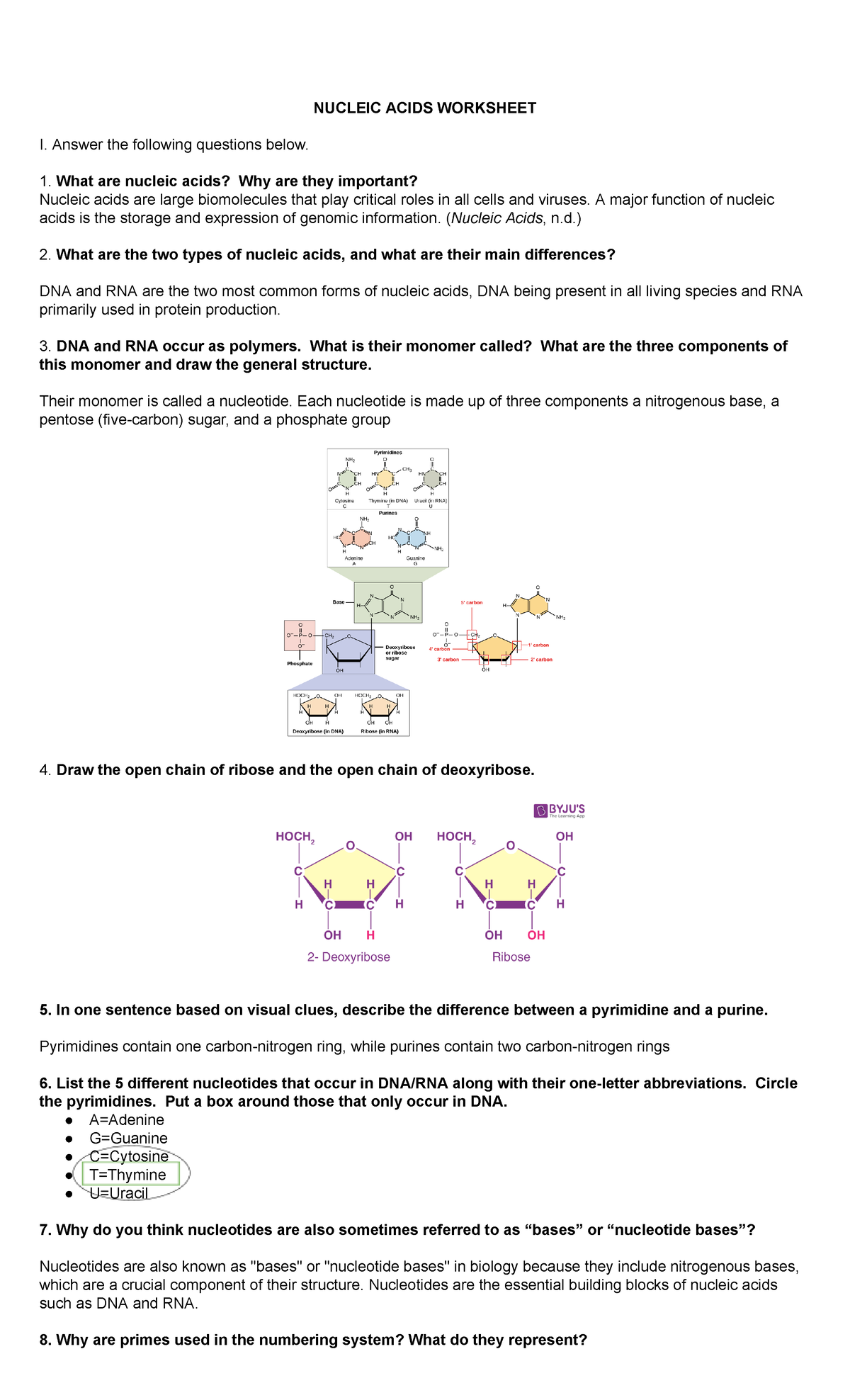 Nucleic Acids Worksheet: Understanding DNA & RNA Functions and Structures - Studocu
