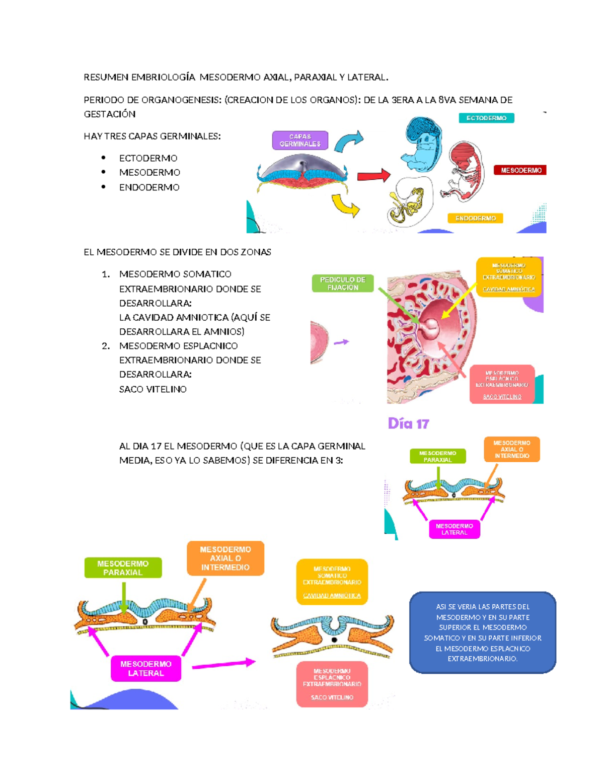 Resumen de Embriología: Mesodermo Axial, Paraxial y Lateral - Studocu