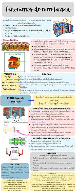 Ciclo celular: mitosis - profase, profase tardía - metafase - anafase ...