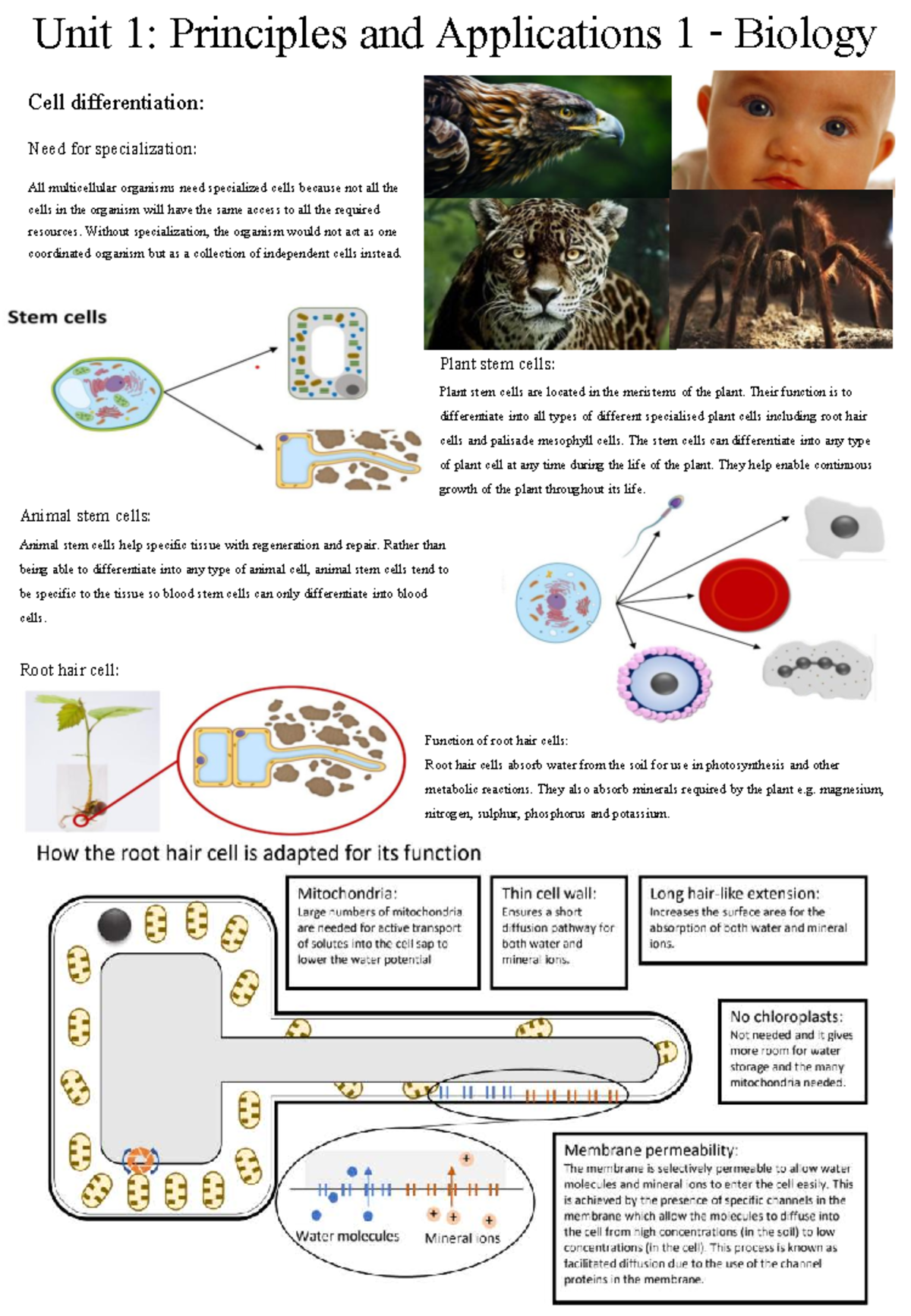 Unit 1: Cell Specialization in Biology - Principles & Applications 1 ...