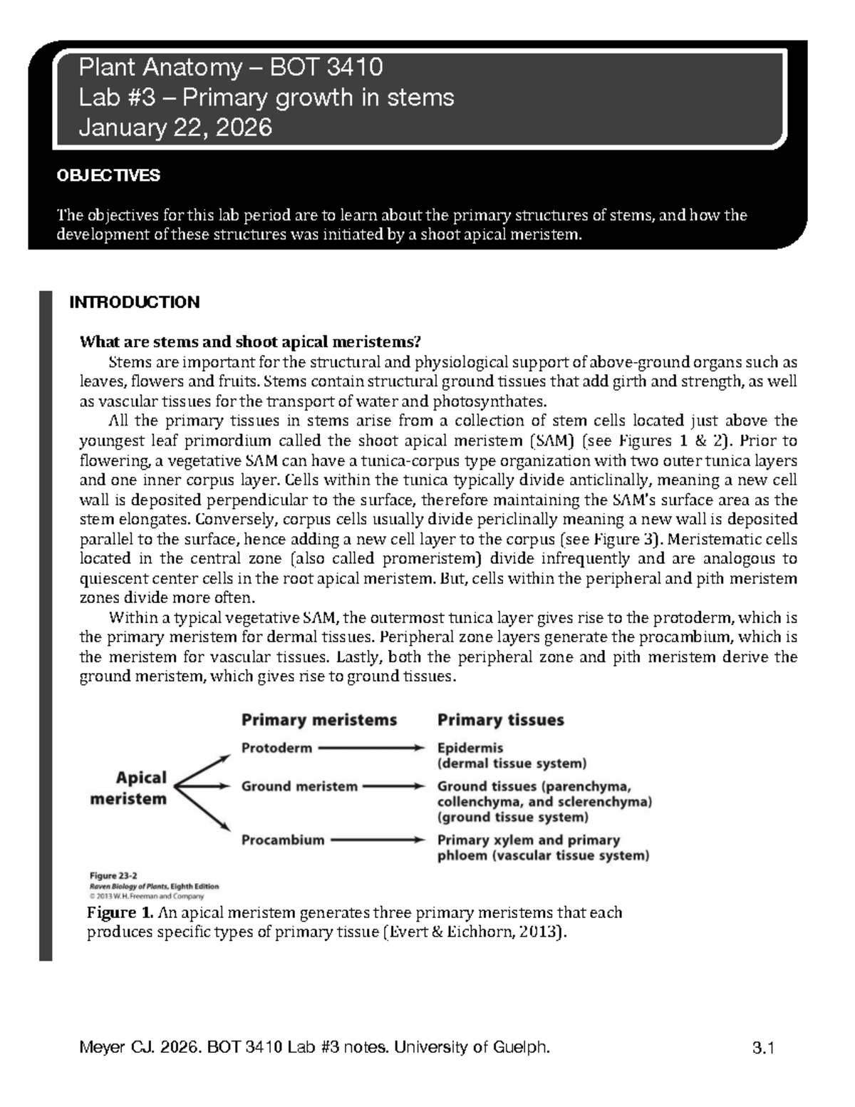 BOT 3410 Lab 3: Primary Growth in Stems and Meristematic Structures ...