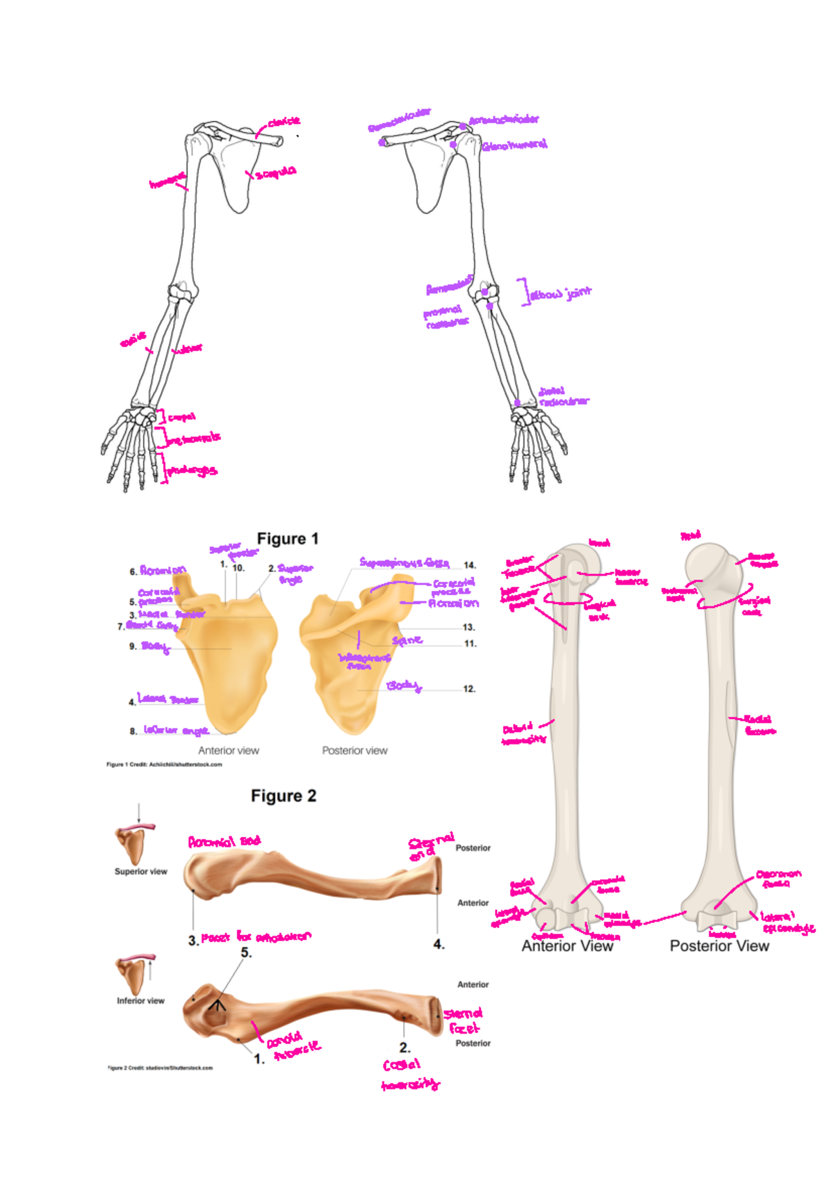 Anatomy EOS - Drawing with labels only for things needed for exam ...