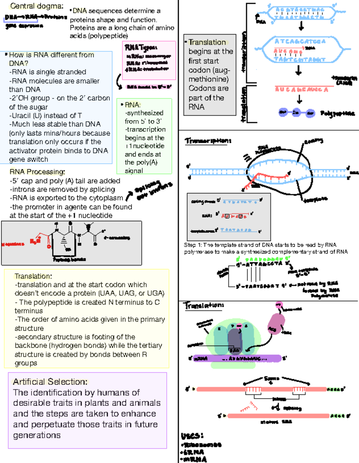 Bio Buddie Exam 2 - Central Dogma & Gene Expression Concepts - Studocu