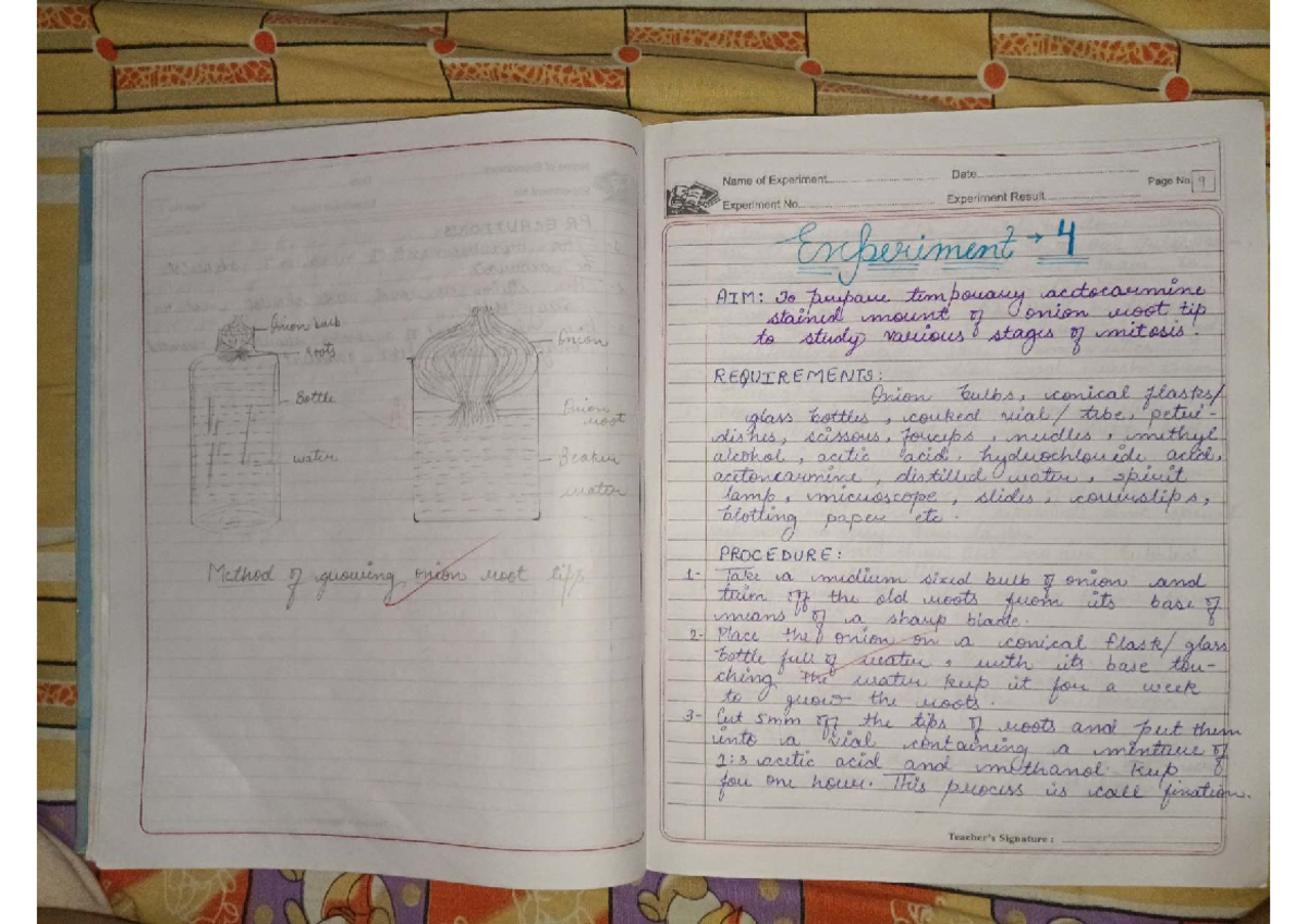 Experiment 4: Mitosis Stages in Onion Root Tips - Studocu