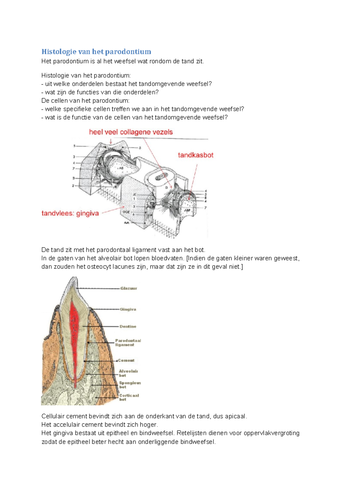 Histologie van het Parodontium: Structuren en Functies - Studeersnel